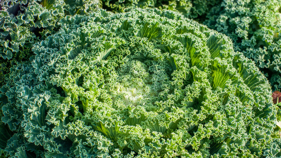 Este 'superalimento' verde protege su corazón, huesos y visión - Fotuto